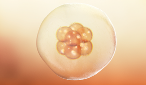 What is IVF? | 5 Stages of IVF | Fertility Centers of New England